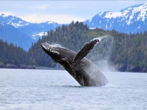 Pribilof Islands | Travel Alaska